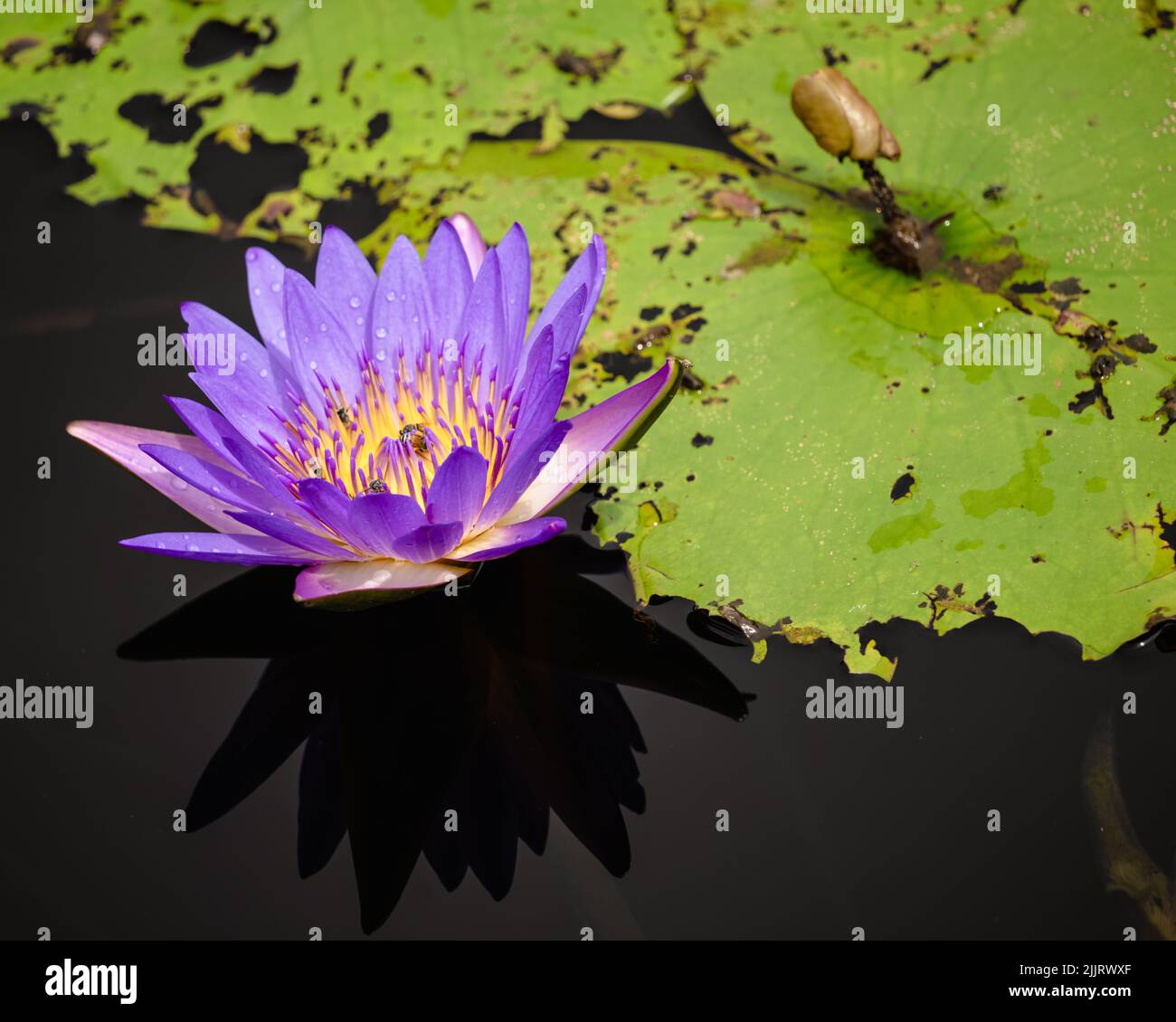 Purple tropical flower hi-res stock photography and images - Alamy