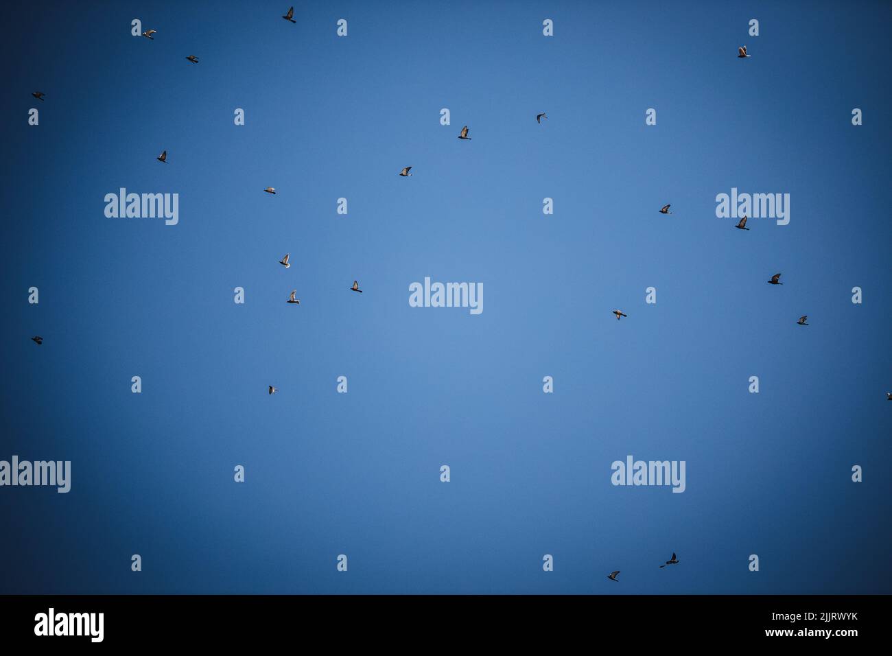 Birds flying over in blue sky Stock Photo - Alamy