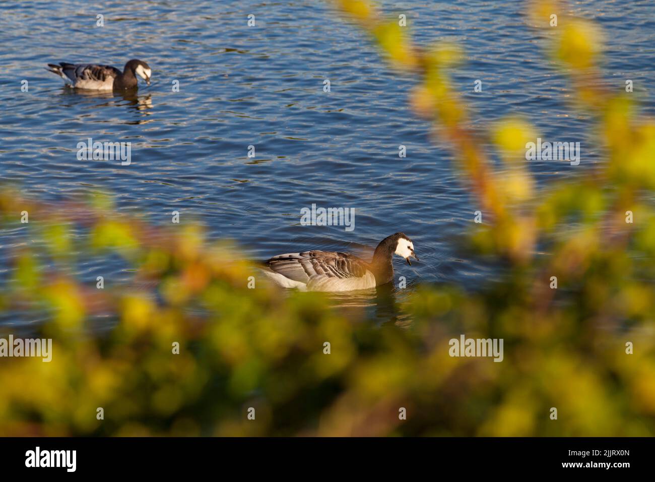 Barnacle geese (Branta leucopsis) swimming on a the lake atNymphenburg ...