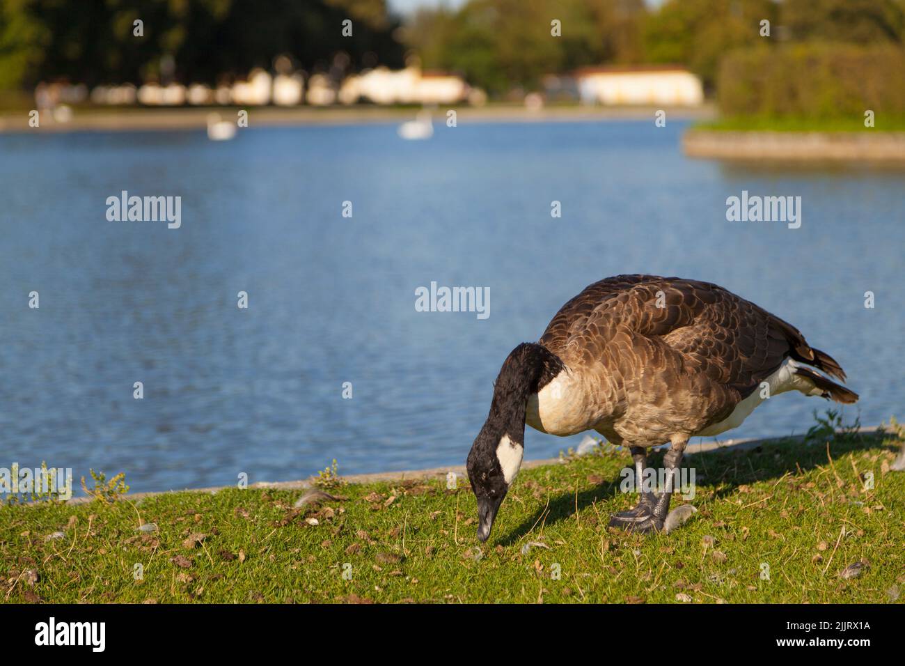 Canada goosse (Branta canadensis) at Nymphenburg's Palace (Schloss ...