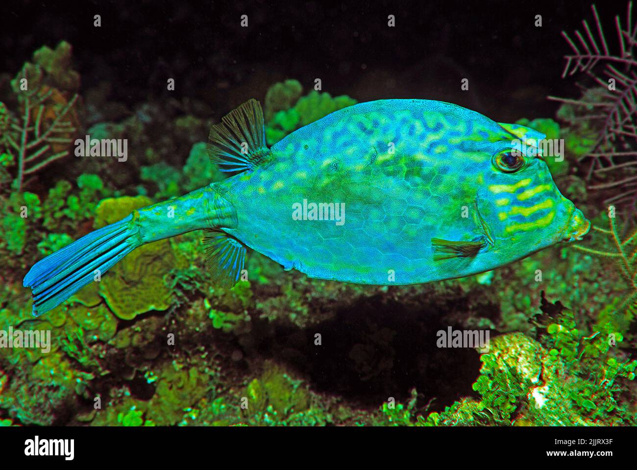 Scrawled cowfish (Lactophrys quadricornis), Cayman Islands, Caribbean ...