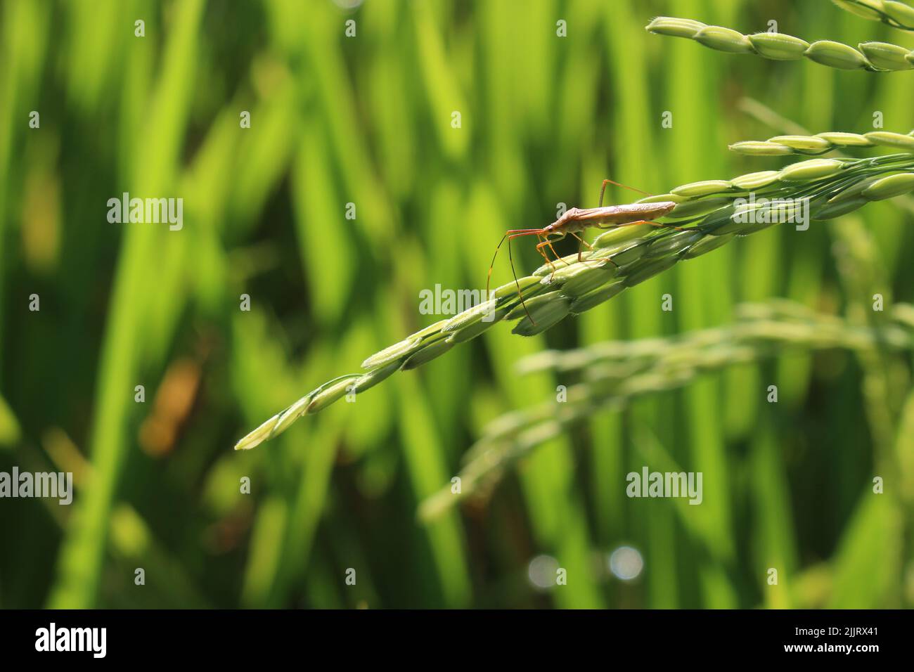 rice ear bugs eat juice of paddy Stock Photo - Alamy
