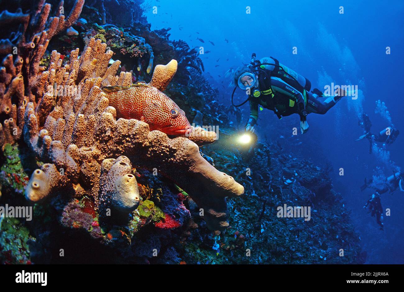 Red hind epinephelus guttatus caribbean hi-res stock photography and ...
