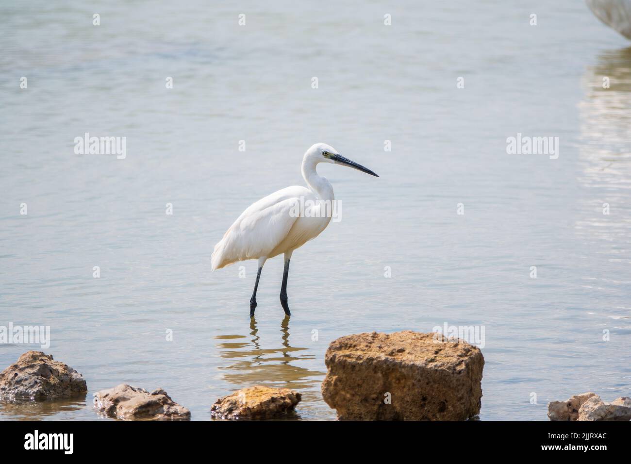 The small white heron or Little egret stands in the lake. Small White ...