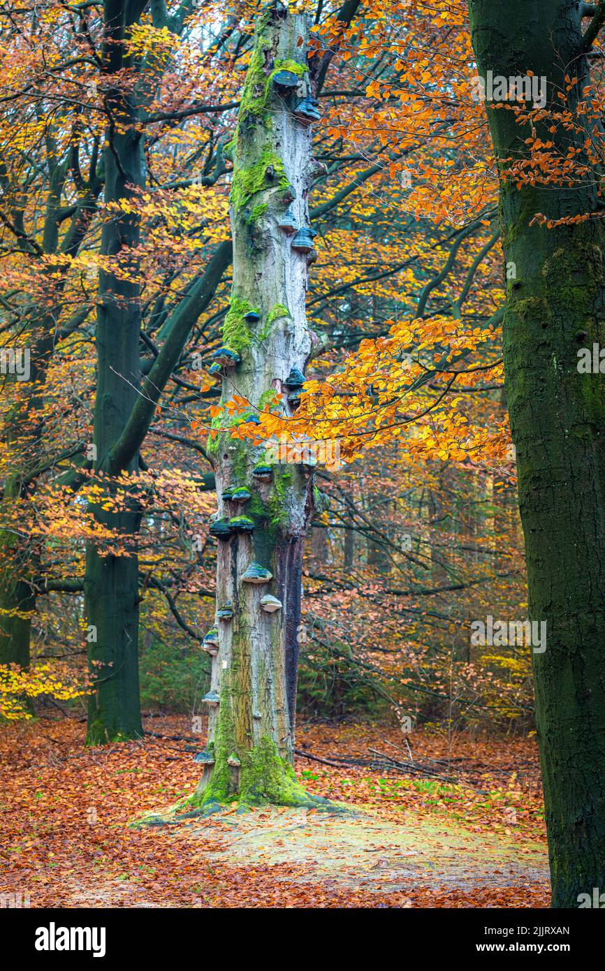 A vertical shot of big old brown beech trees in the forest Stock Photo ...