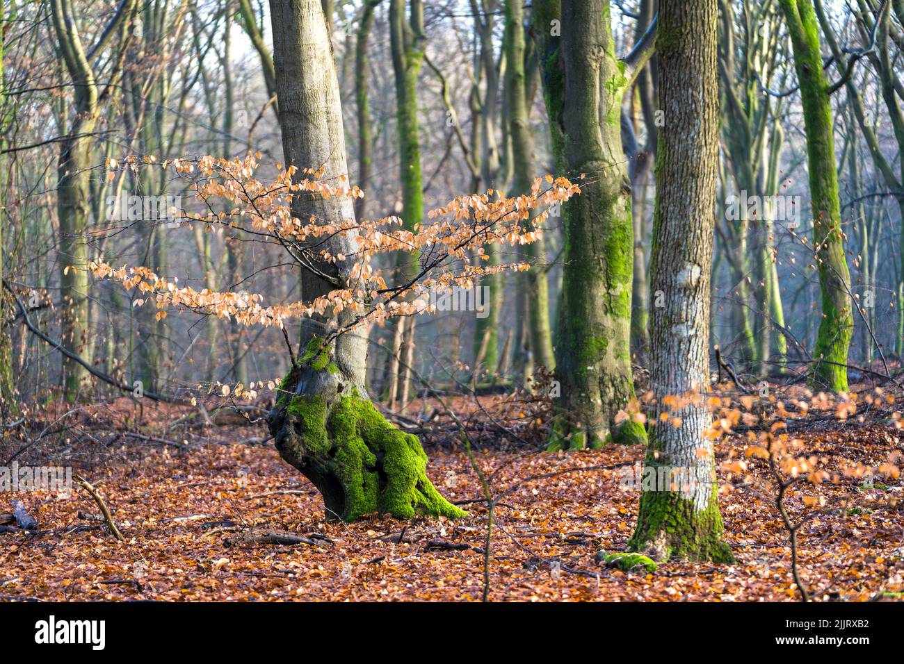 Beautiful big trees in hi-res stock photography and images - Alamy