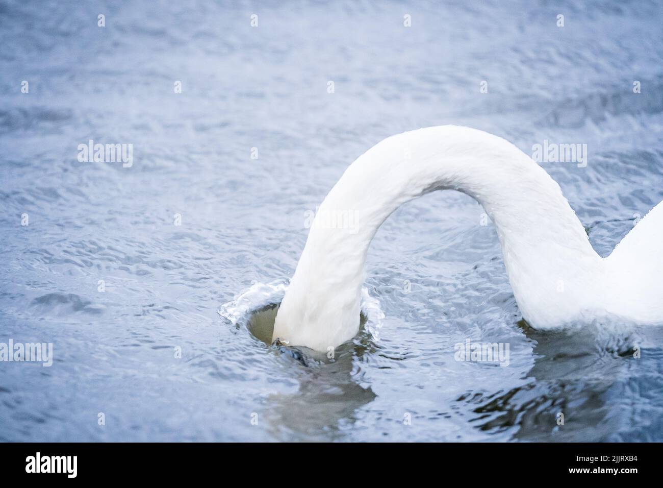 A white swan sticking its head into the water Stock Photo - Alamy