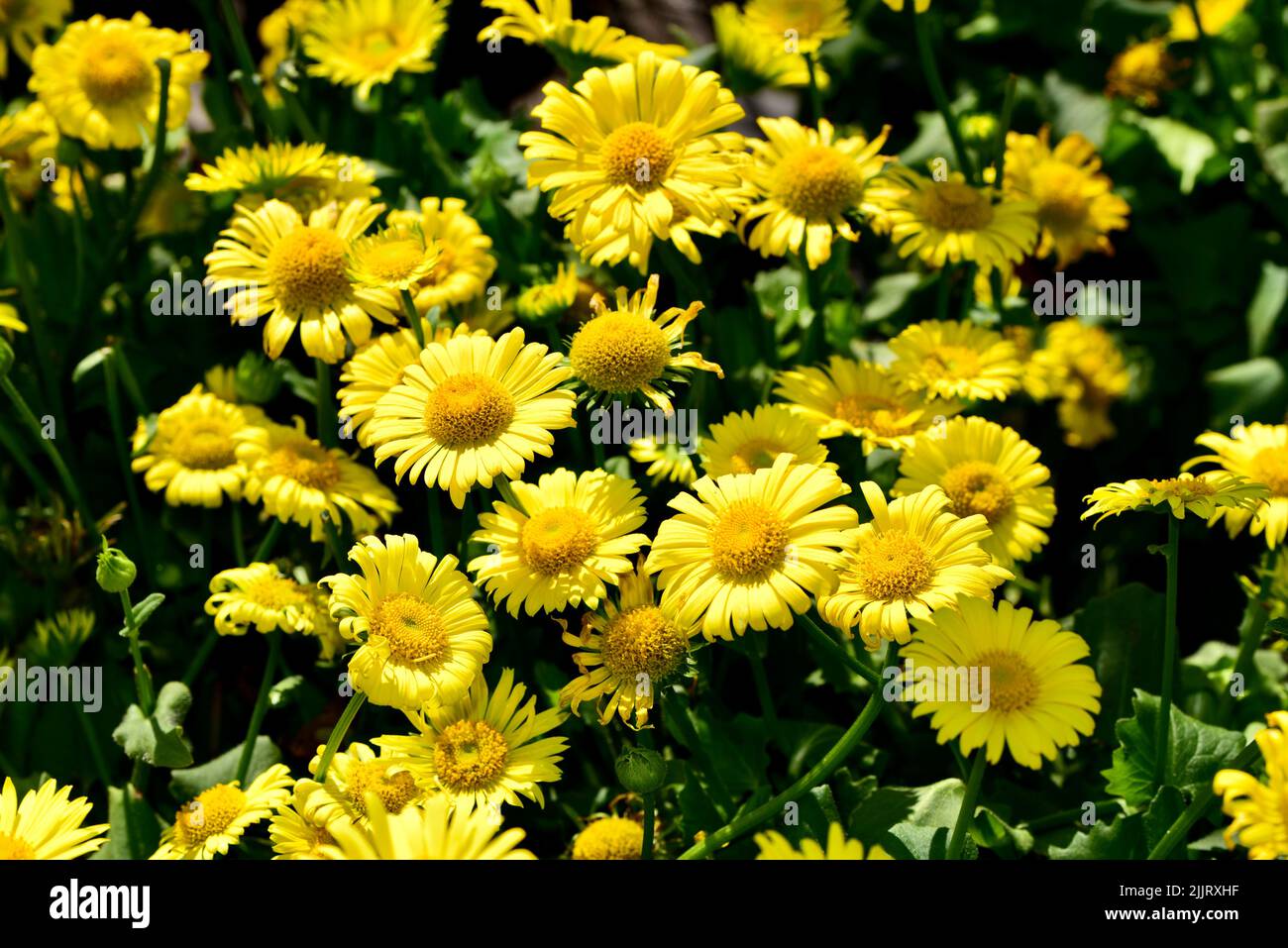 Doronicum orientale leopards bane hi-res stock photography and images ...