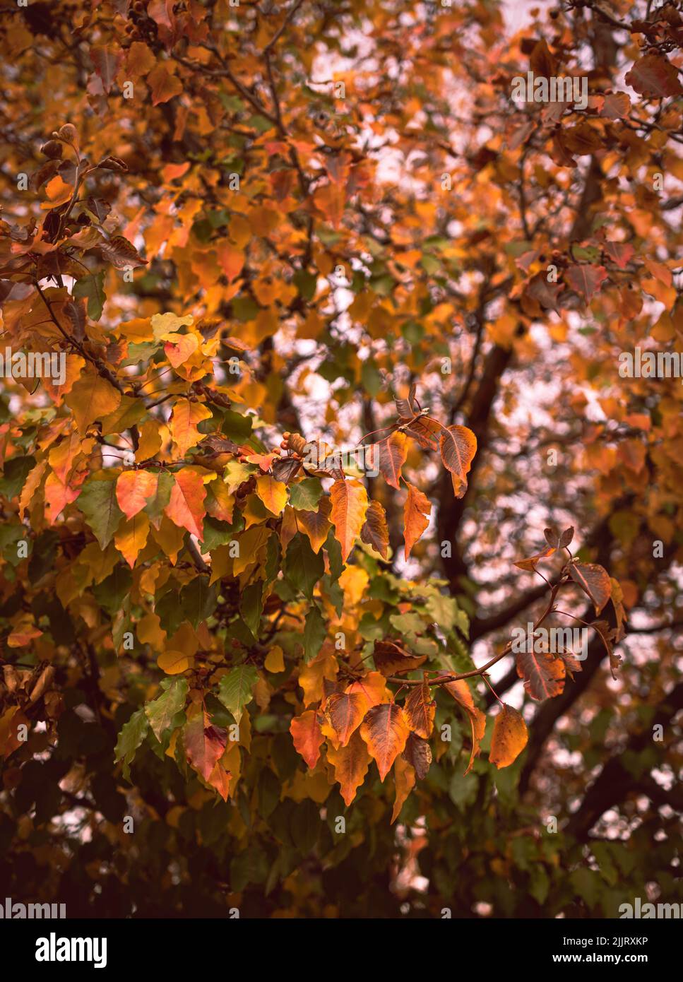 A vertical closeup of autumn leaves on dense branches of a tree Stock ...
