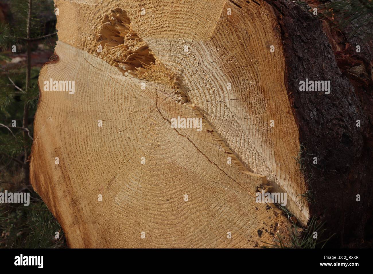 Stump texture hi-res stock photography and images - Alamy