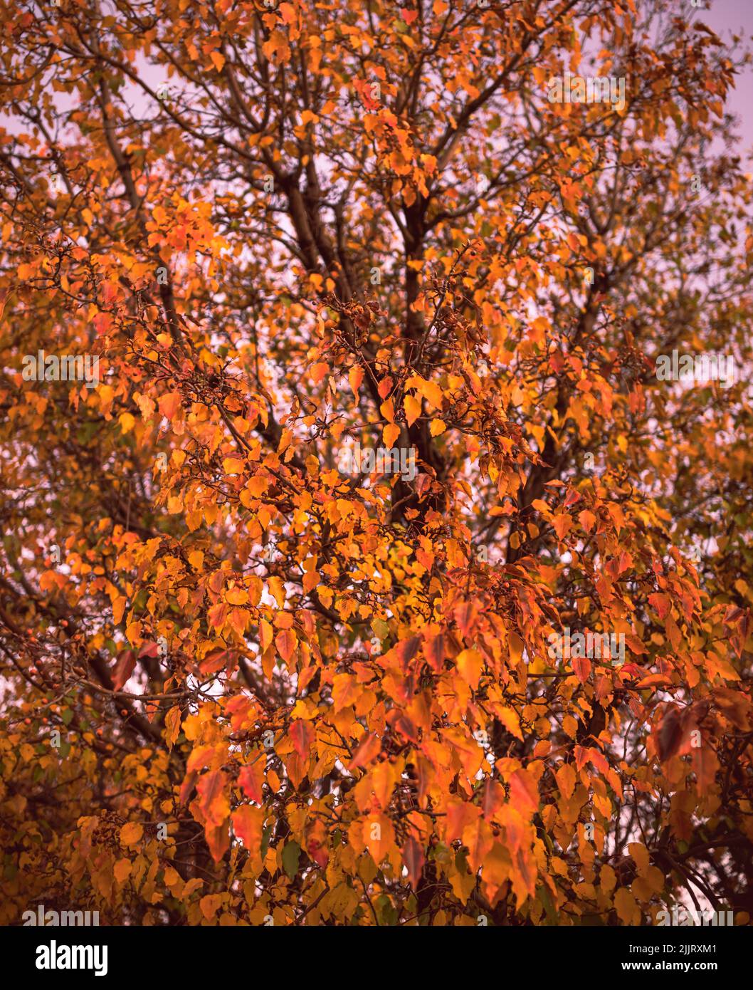 A vertical closeup of autumn leaves on dense branches of a tree Stock ...