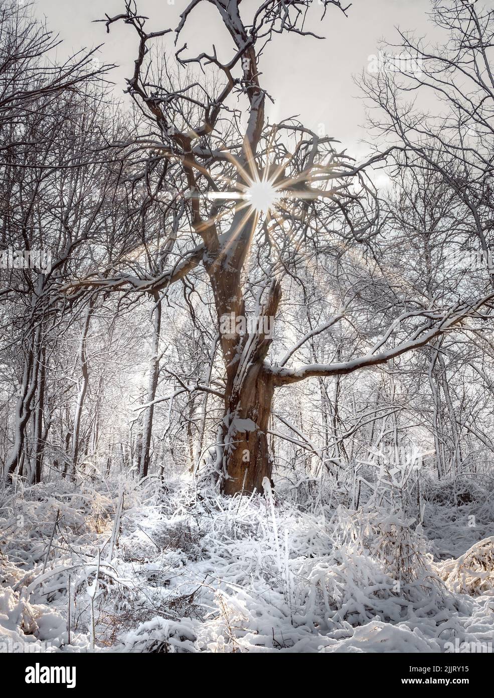 A vertical shot of big leafless trees in a snowy swamp Stock Photo - Alamy
