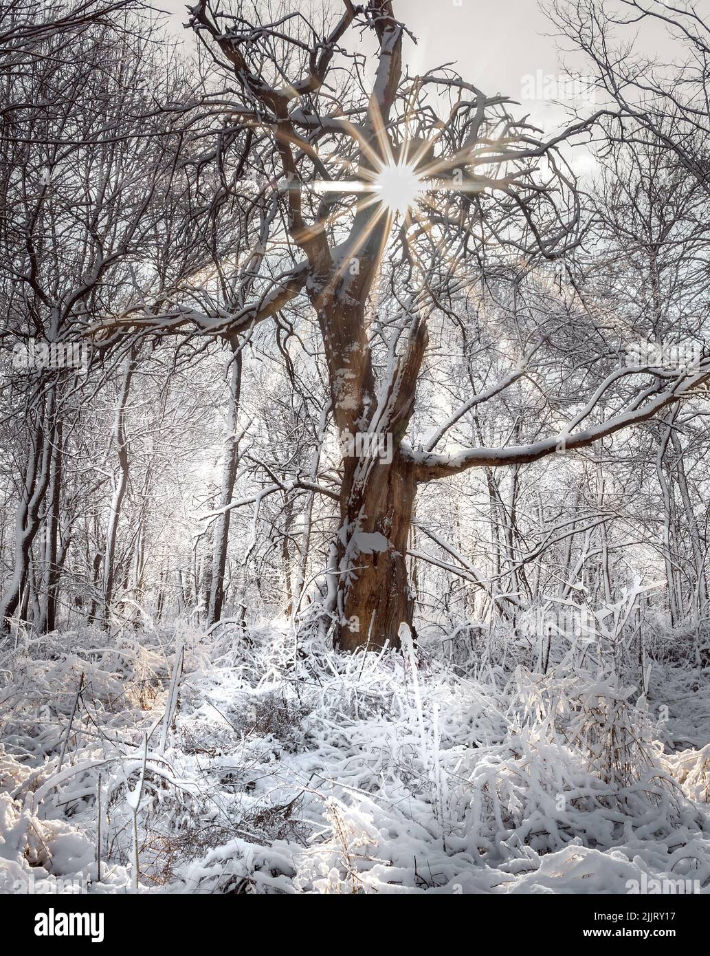 A vertical shot of big leafless trees in a snowy swamp Stock Photo - Alamy