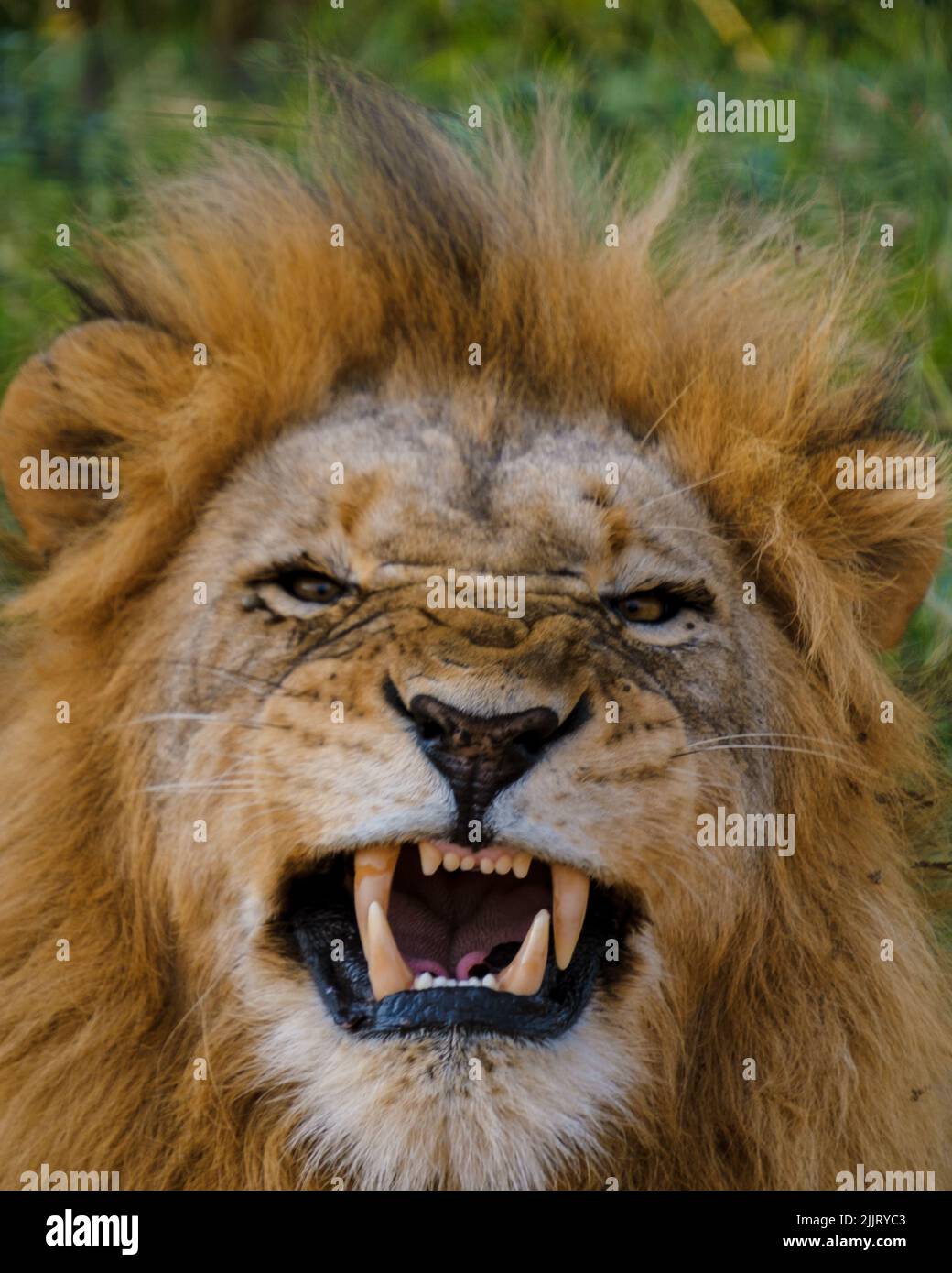 African Lions during safari game drive in Kruger National park South ...