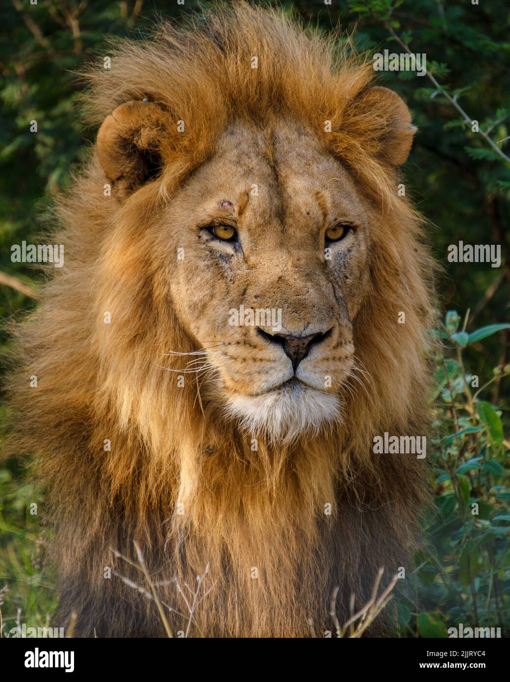 African Lions during safari game drive in Kruger National park South ...