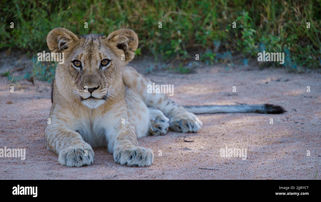 African Lions during safari game drive in Kruger National park South ...