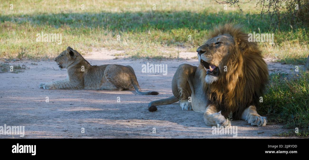 African Lions during safari game drive in Kruger National park South Africa. close up of Lions ...