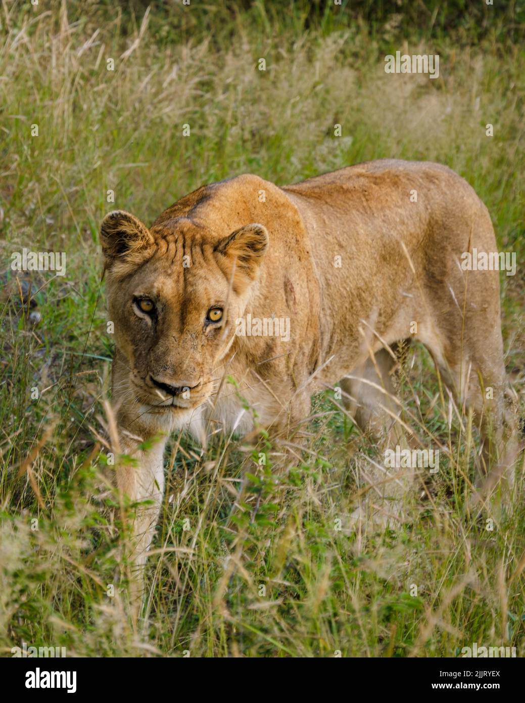 African Lions during safari game drive in Kruger National park South ...