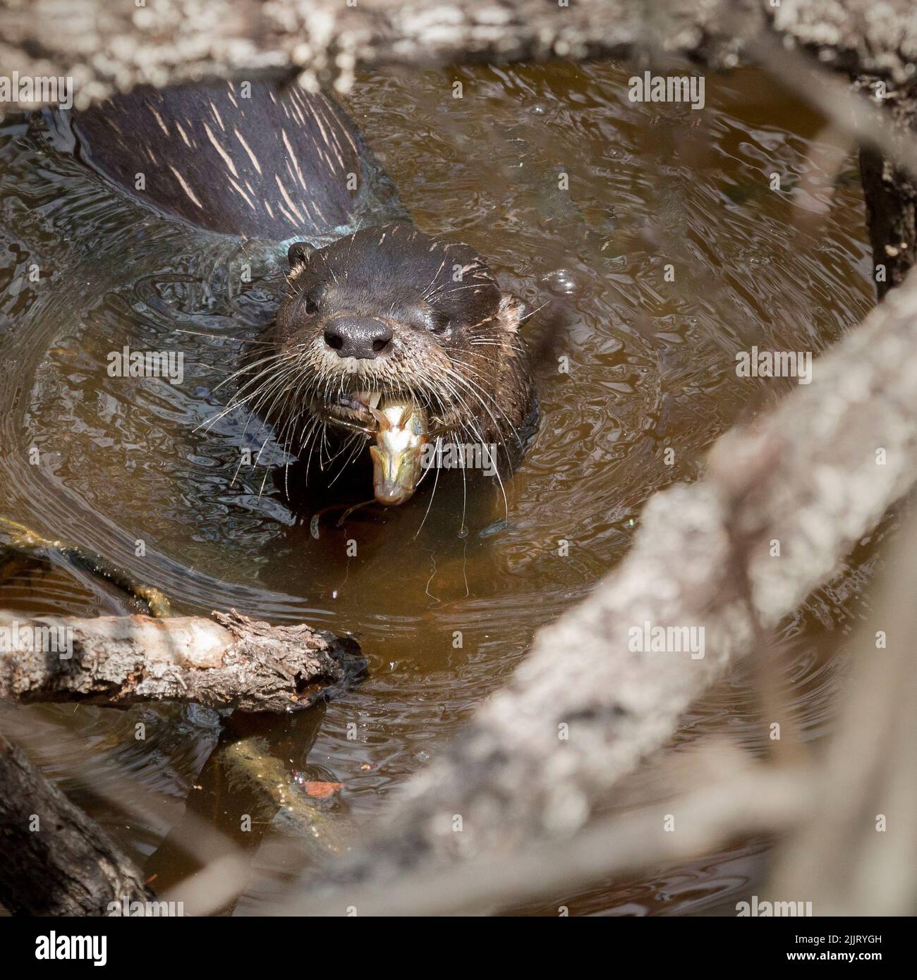 Animal naples zoo florida hi-res stock photography and images - Alamy