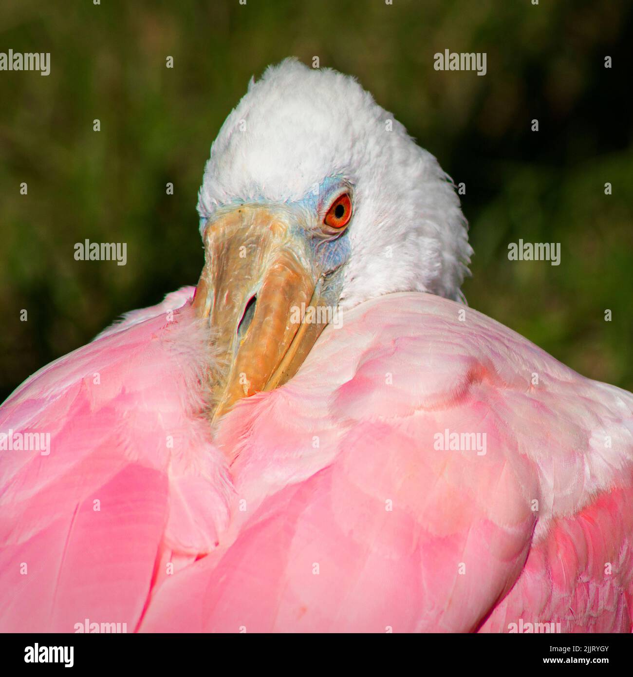 A cute Roseate spoonbill in Naples, Florida Stock Photo - Alamy