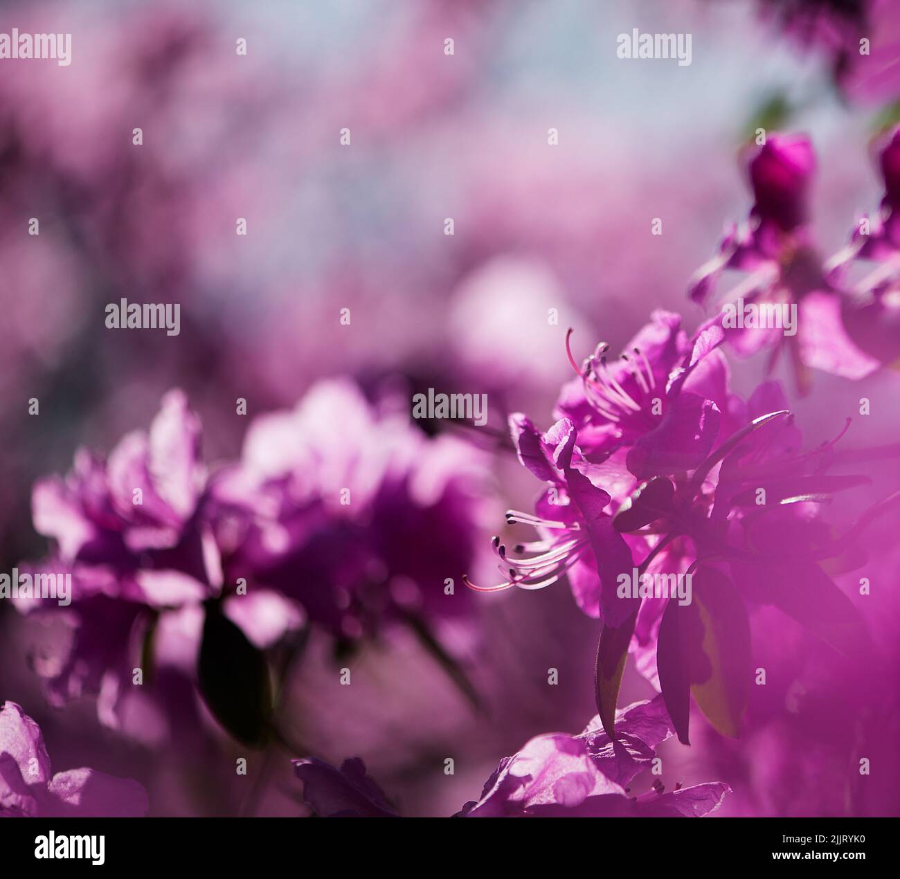 Rosemary flower hi-res stock photography and images - Alamy