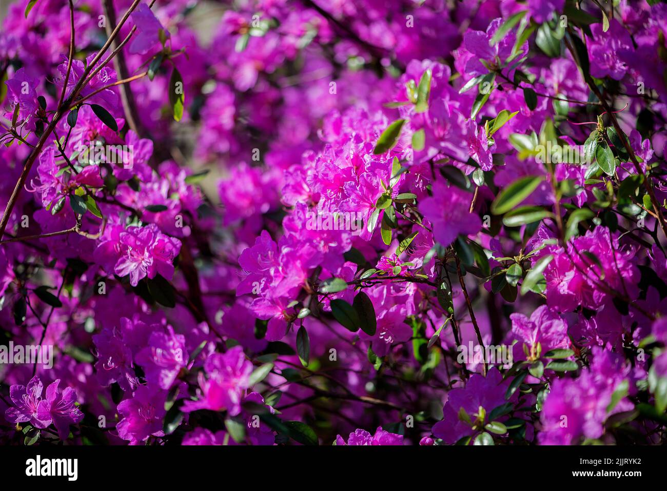 Rosemary flower hi-res stock photography and images - Alamy