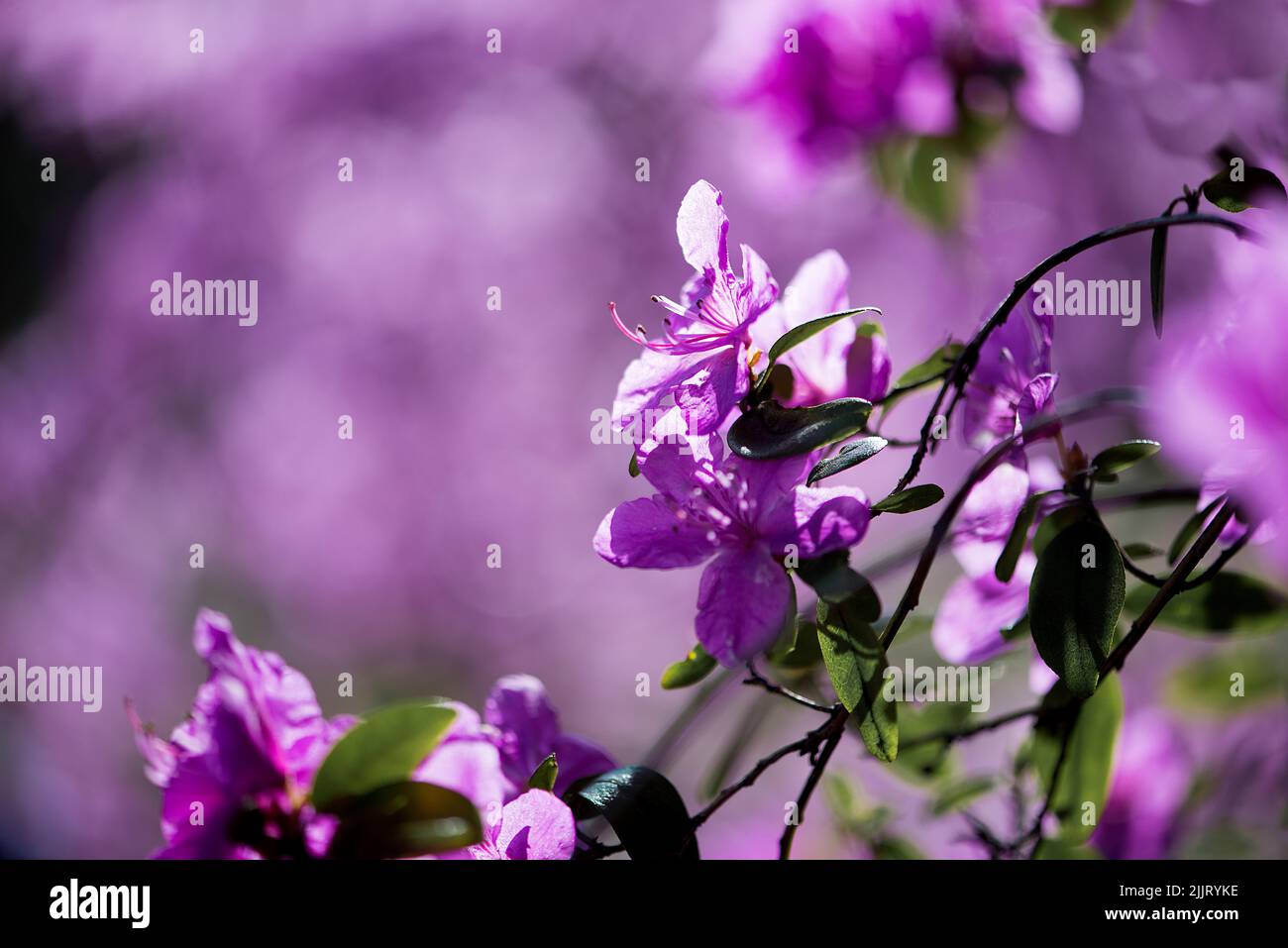 Rosemary flower hi-res stock photography and images - Alamy