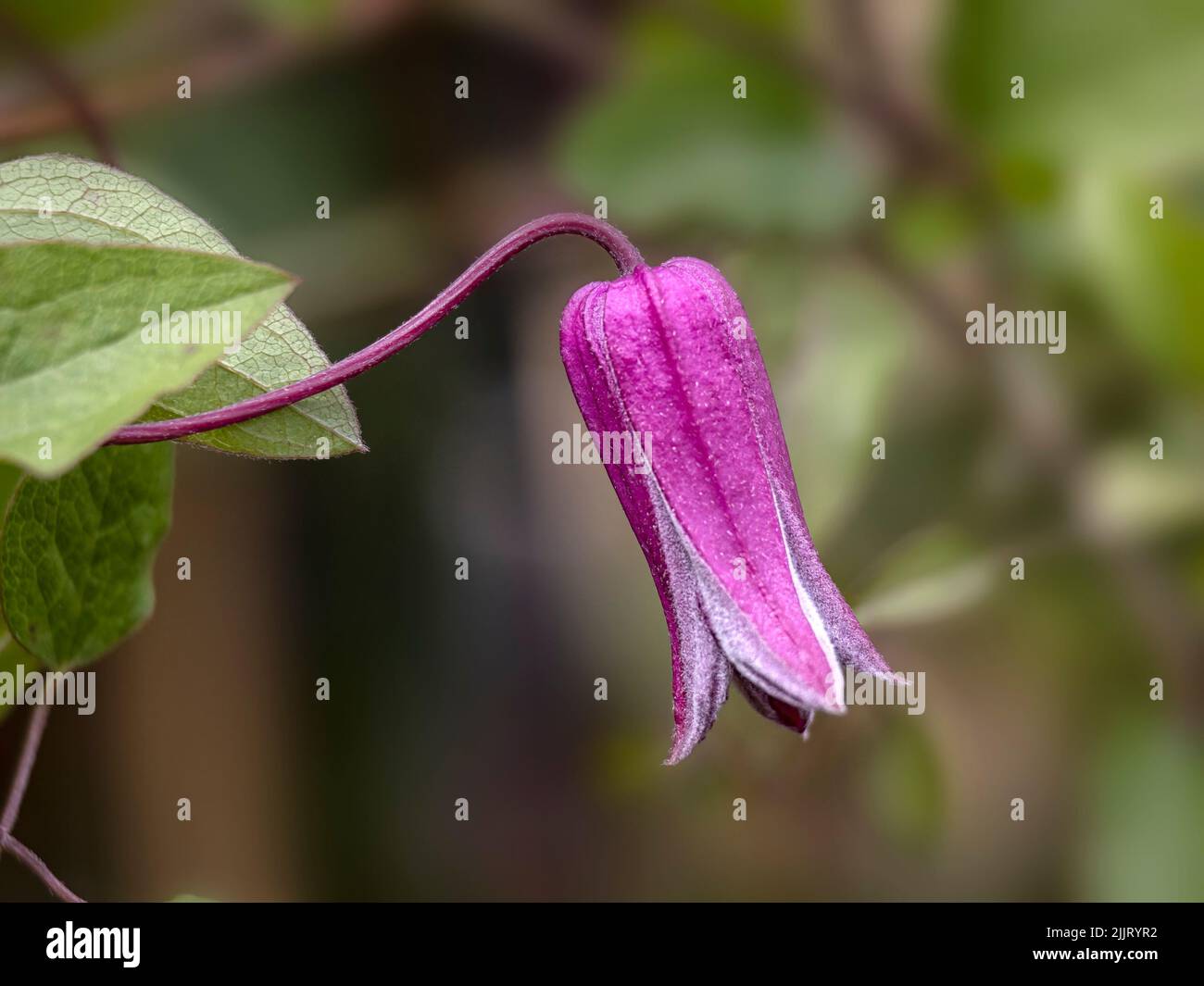 Closeup of flower of Clematis 'Queen Mother' in a garden in summer ...