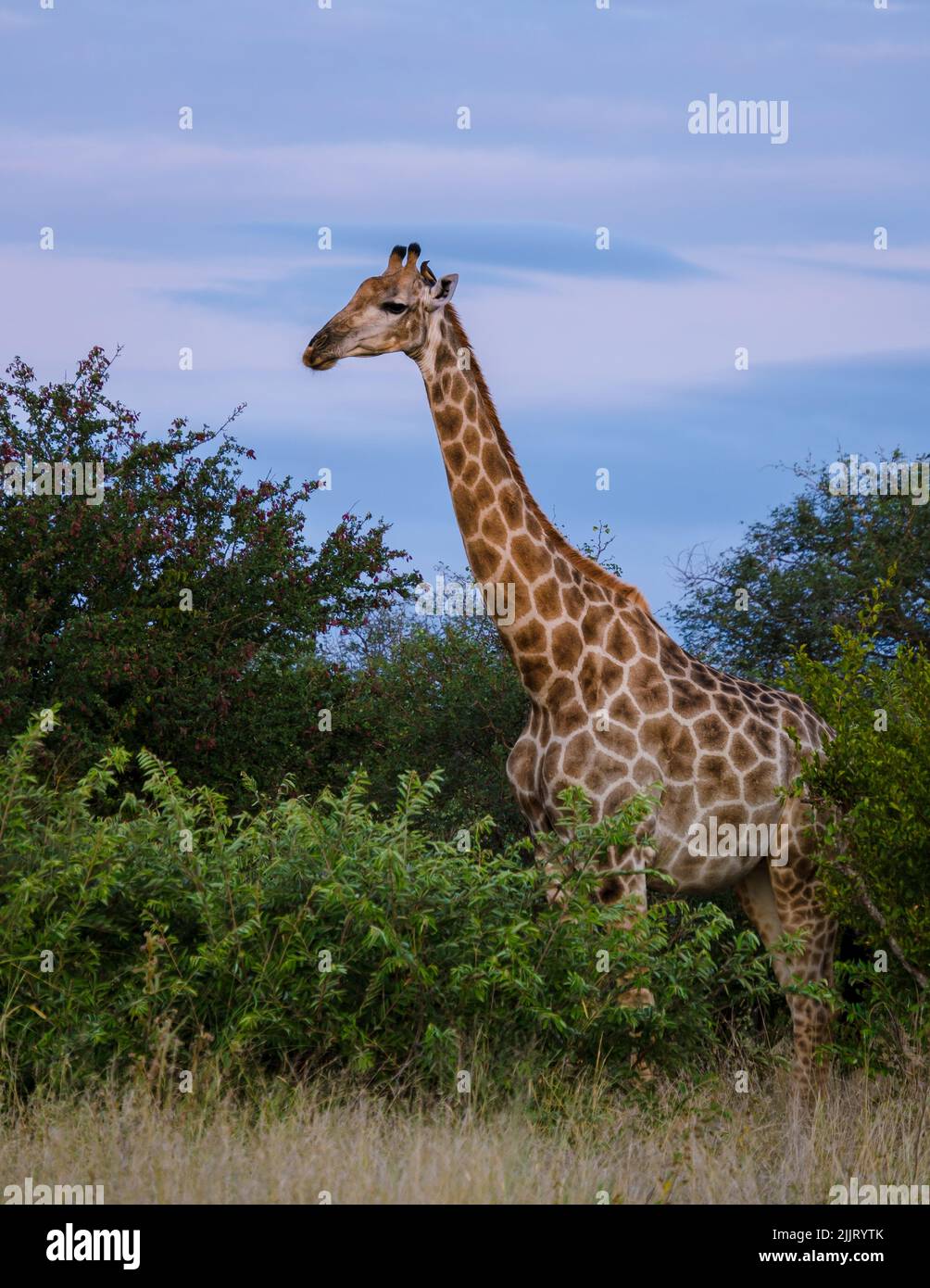 Giraffe in the bush of Kruger national park South Africa. Giraffe at ...