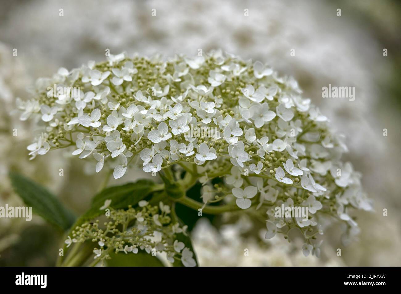 Closeup of flower head of Hydrangea arborescens 'Strong Annabelle' in a ...