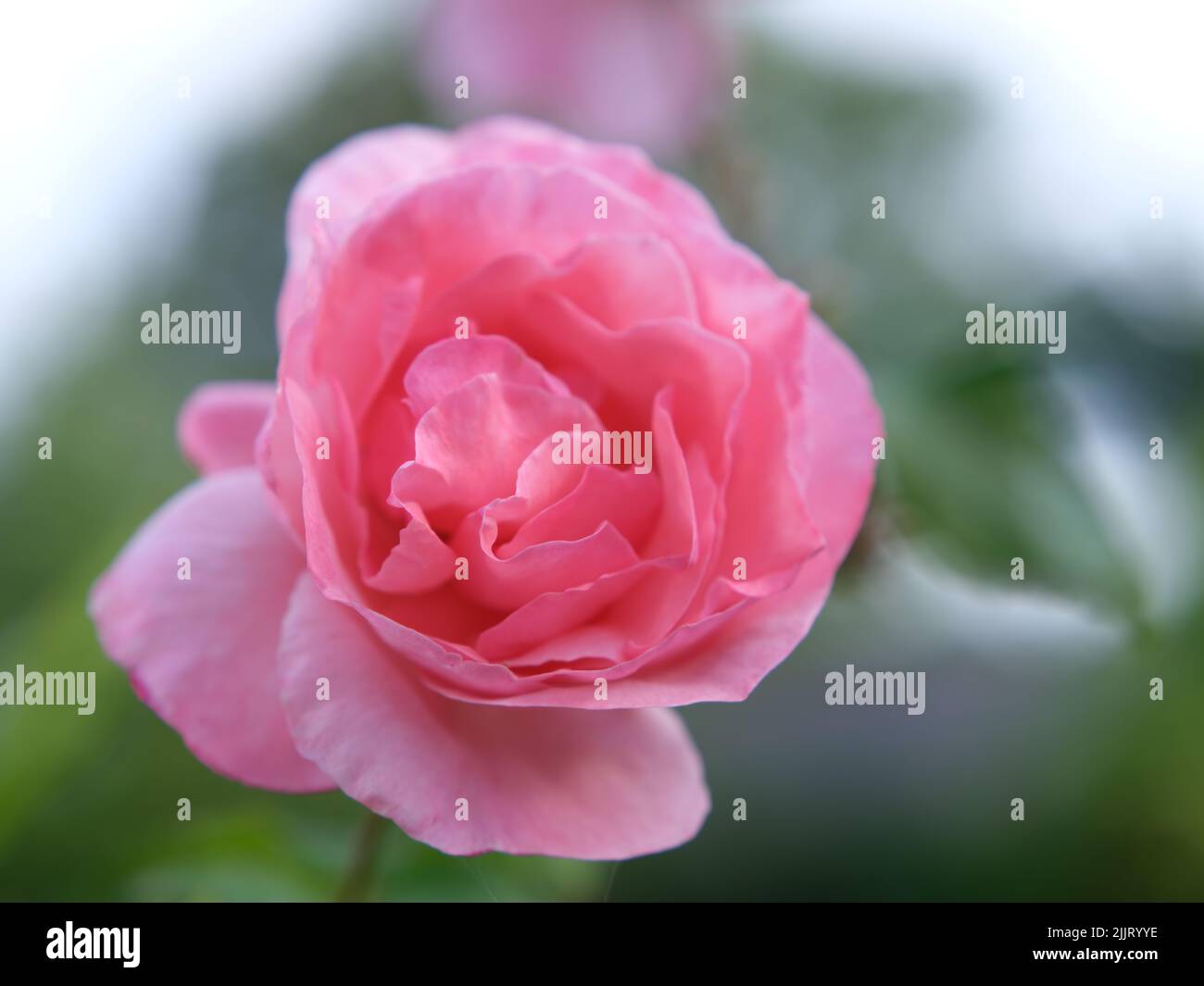 Pink and Red Roses Stock Photo - Alamy