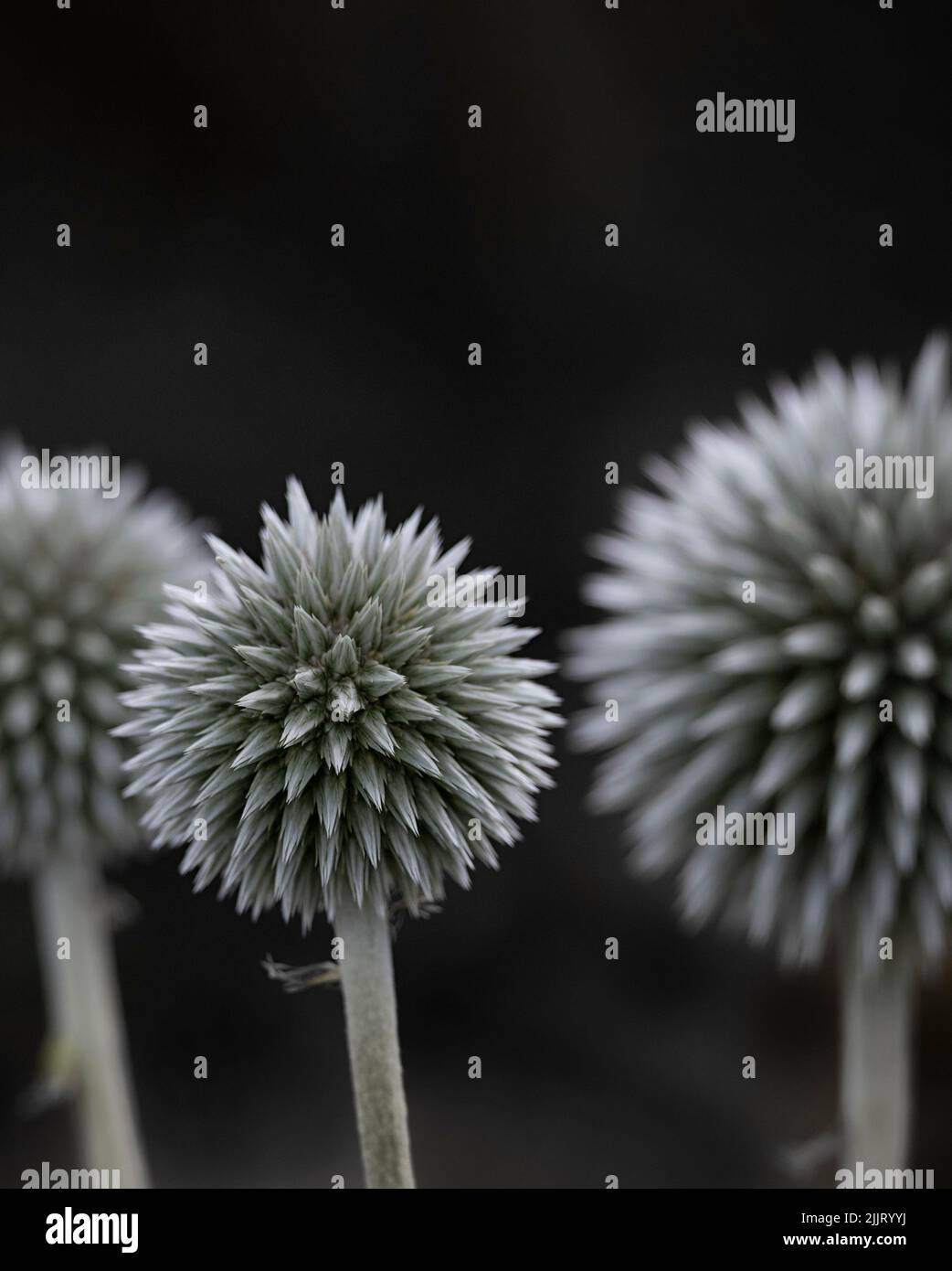 Flowerhead of a Globe Thistle (Echinops bannaticus 'Star Frost ...