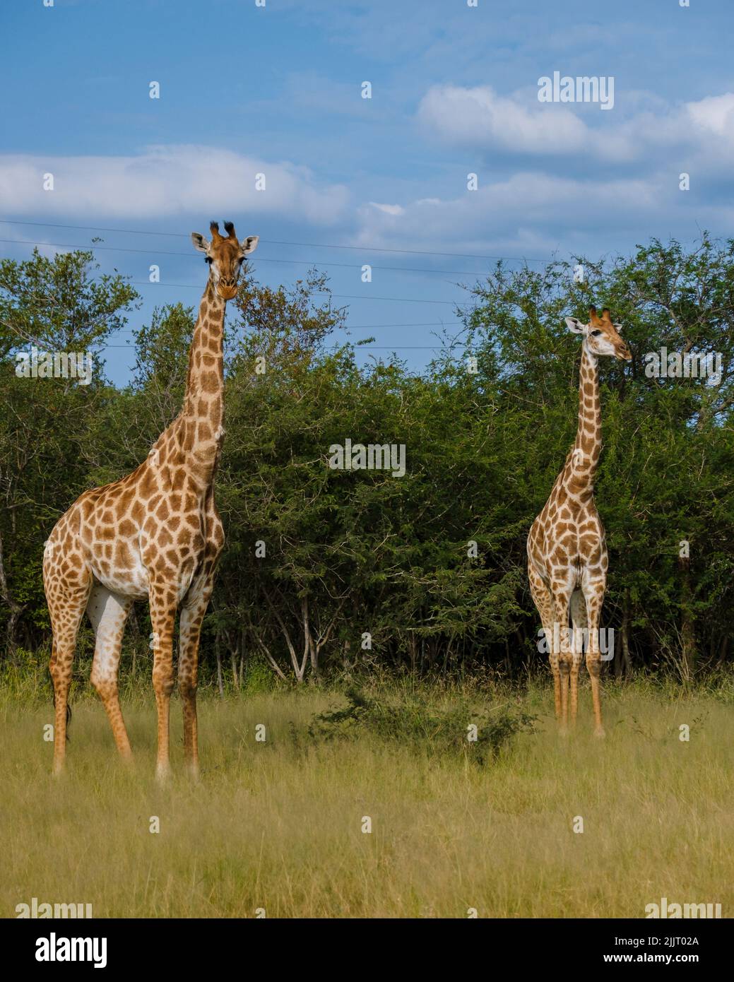 Giraffe in the bush of Kruger national park South Africa. Giraffe at ...