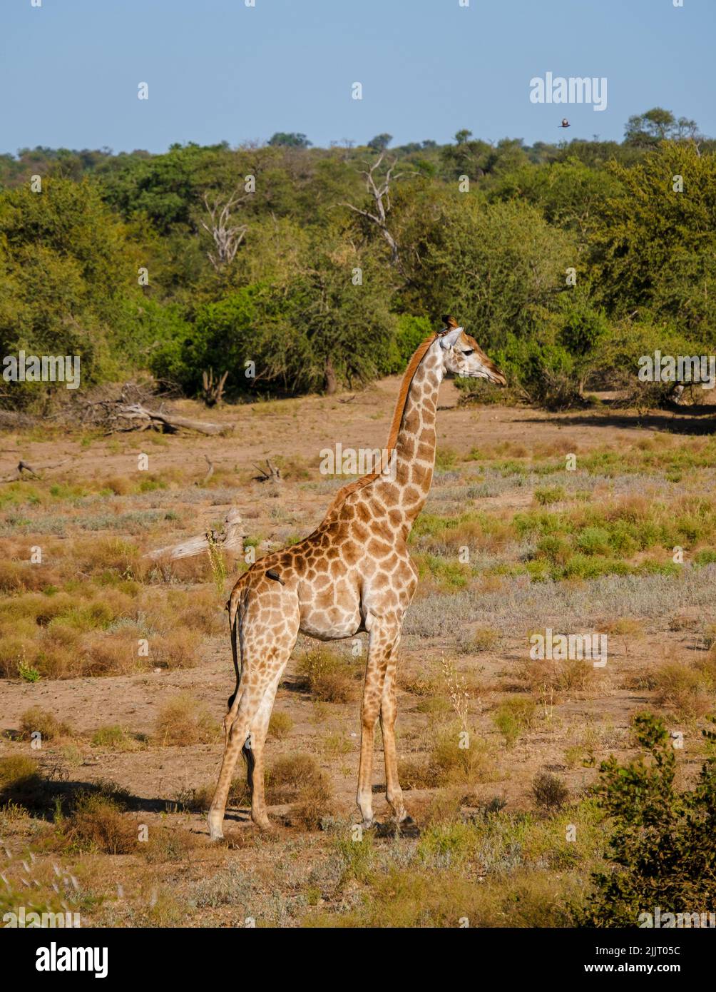 Giraffe in the bush of Kruger national park South Africa. Giraffe at ...
