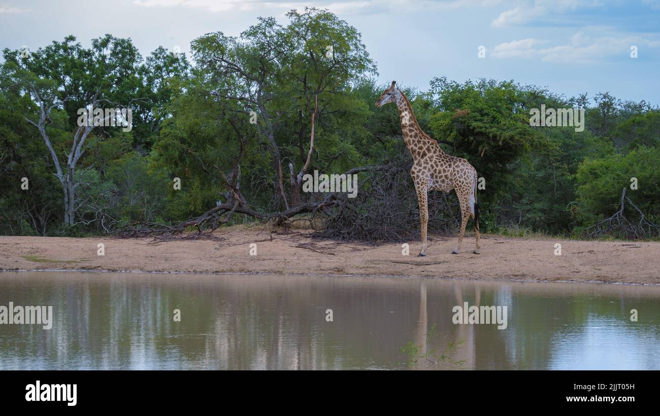 Giraffe in the bush of Kruger national park South Africa. Giraffe at ...