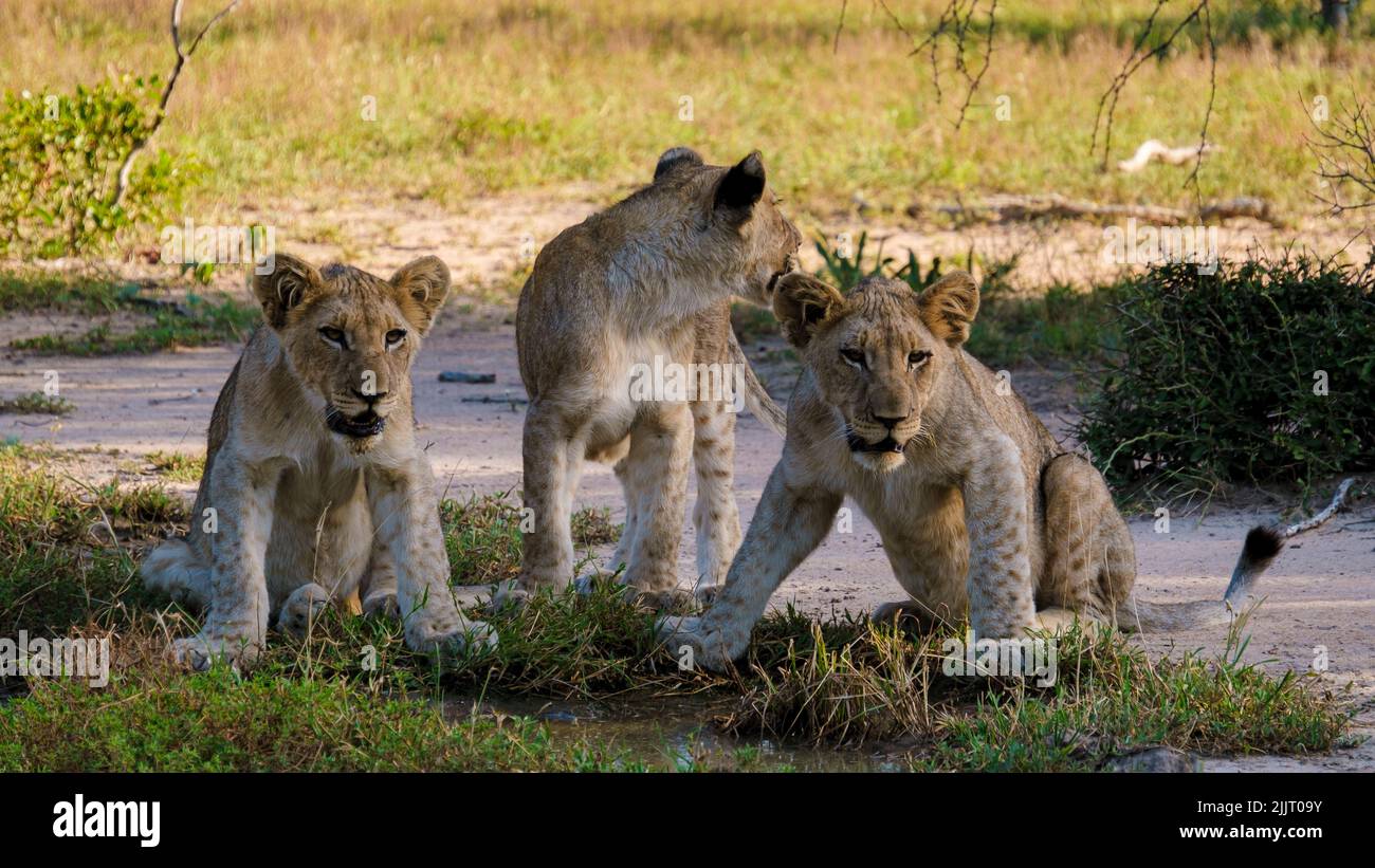 African Lions during safari game drive in Kruger National park South ...