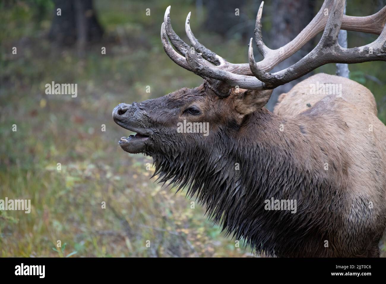 Close up shot elk hi-res stock photography and images - Alamy
