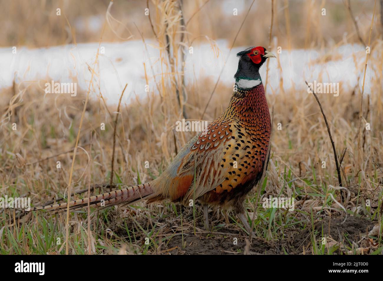 Pheasant tail grass hi-res stock photography and images - Alamy