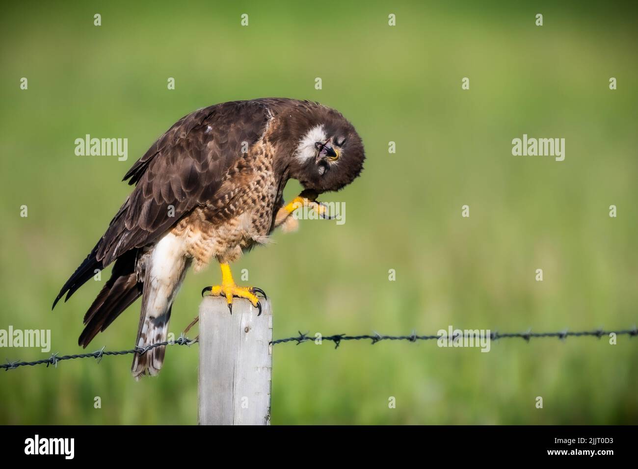A beautiful shot of a hawk sitting on a wooden post and scratching its ...