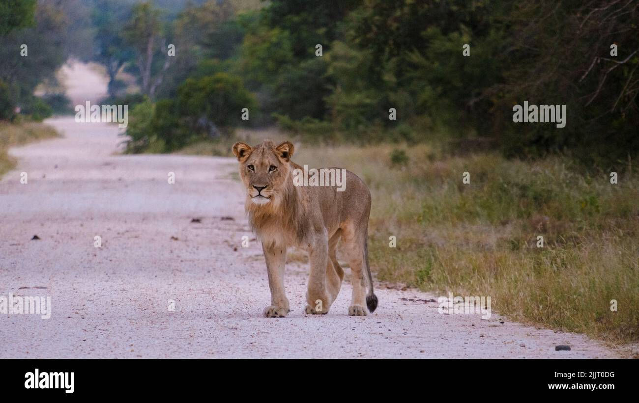 African Lions during safari game drive in Kruger National park South Africa. close up of Lions ...