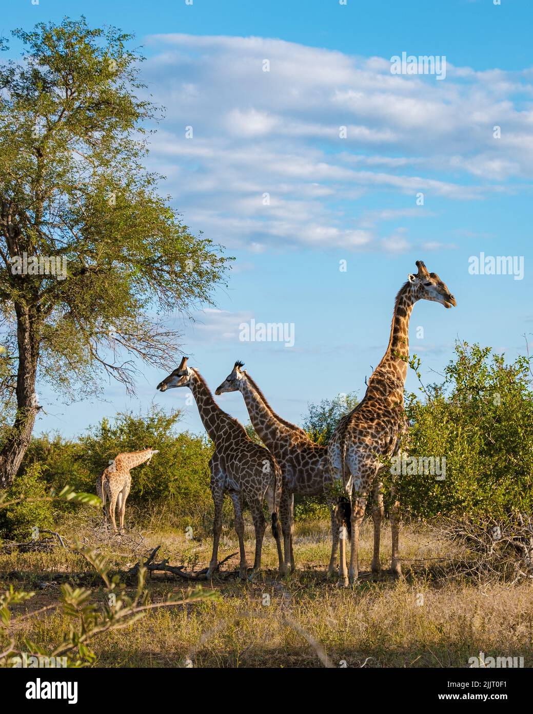 Giraffe in the bush of Kruger national park South Africa. Giraffe at ...