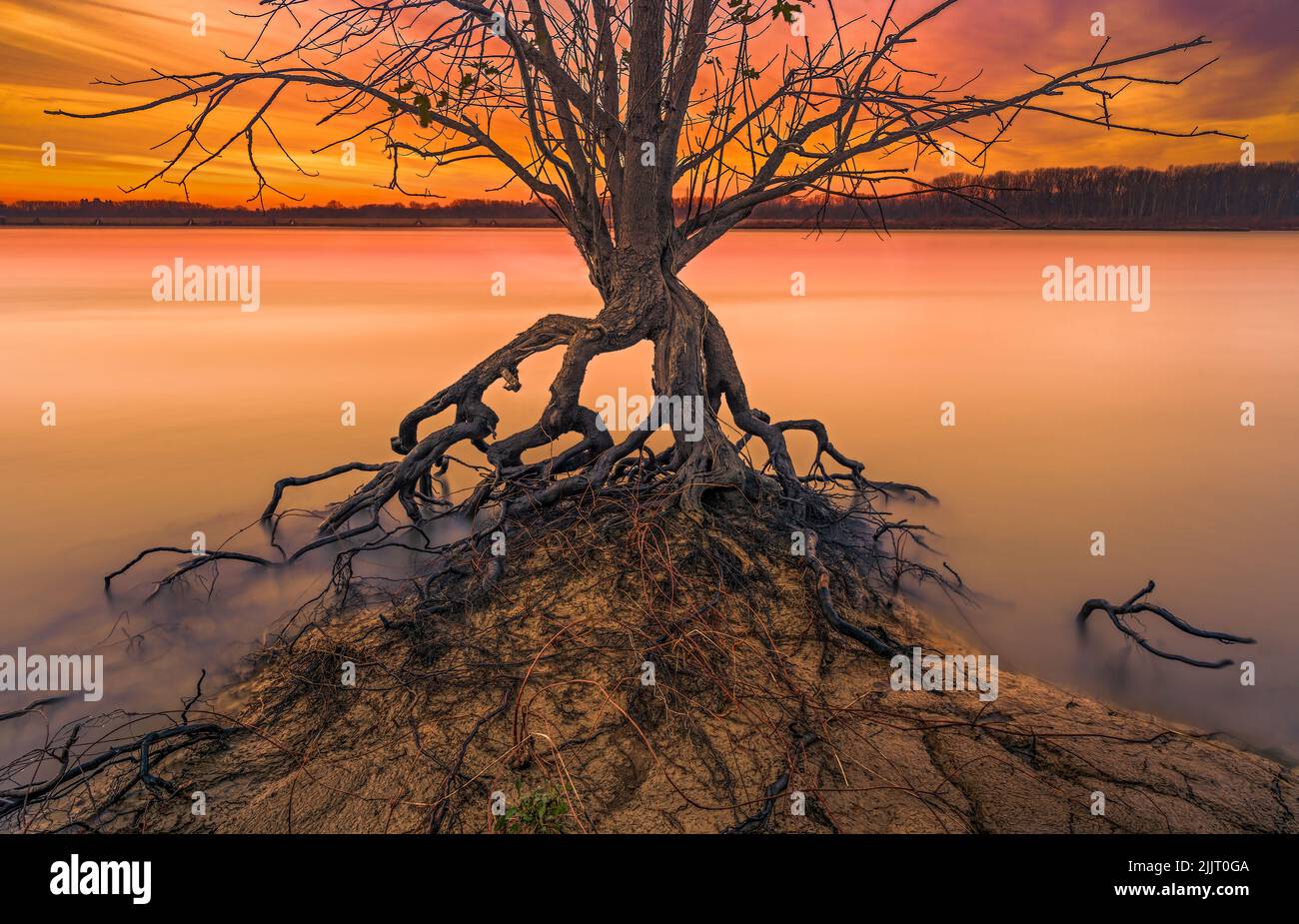 Tree roots in river hi-res stock photography and images - Alamy