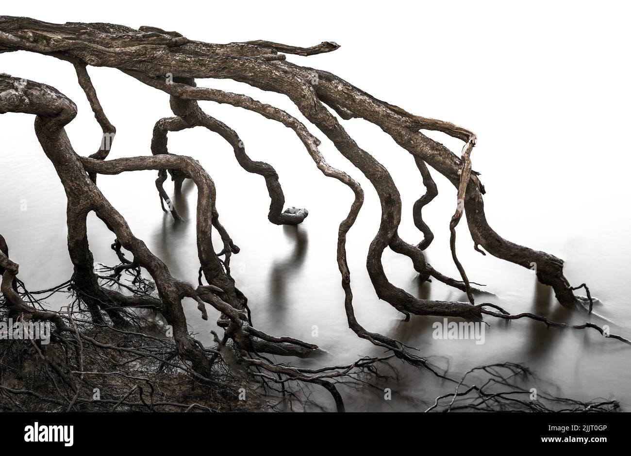 Long plant roots hi-res stock photography and images - Alamy