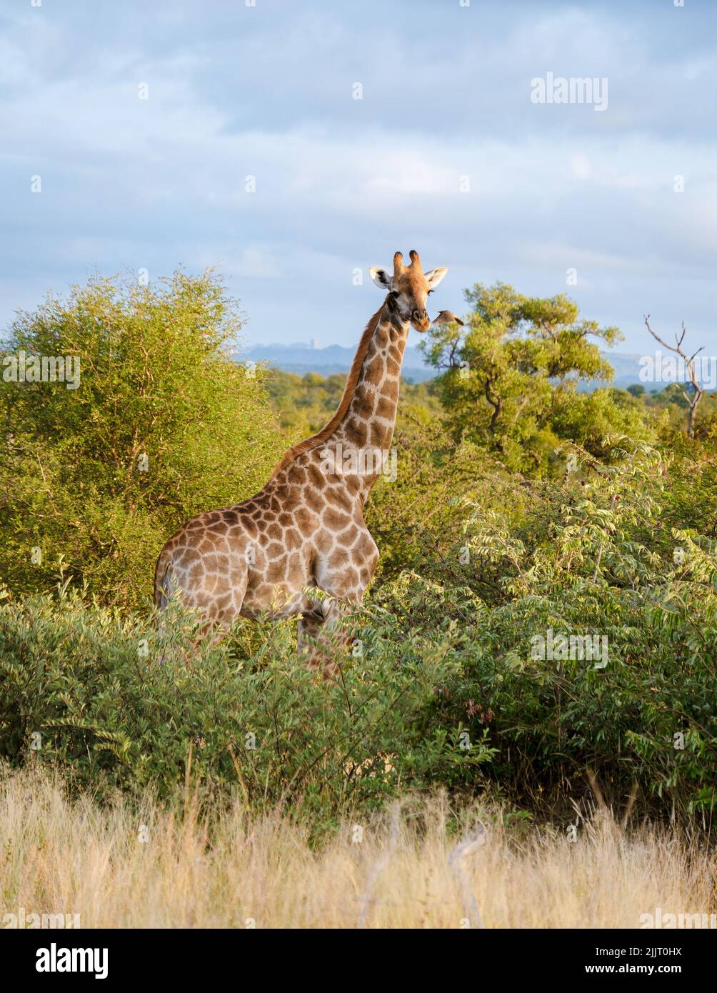 Giraffe in the bush of Kruger national park South Africa. Giraffe at ...