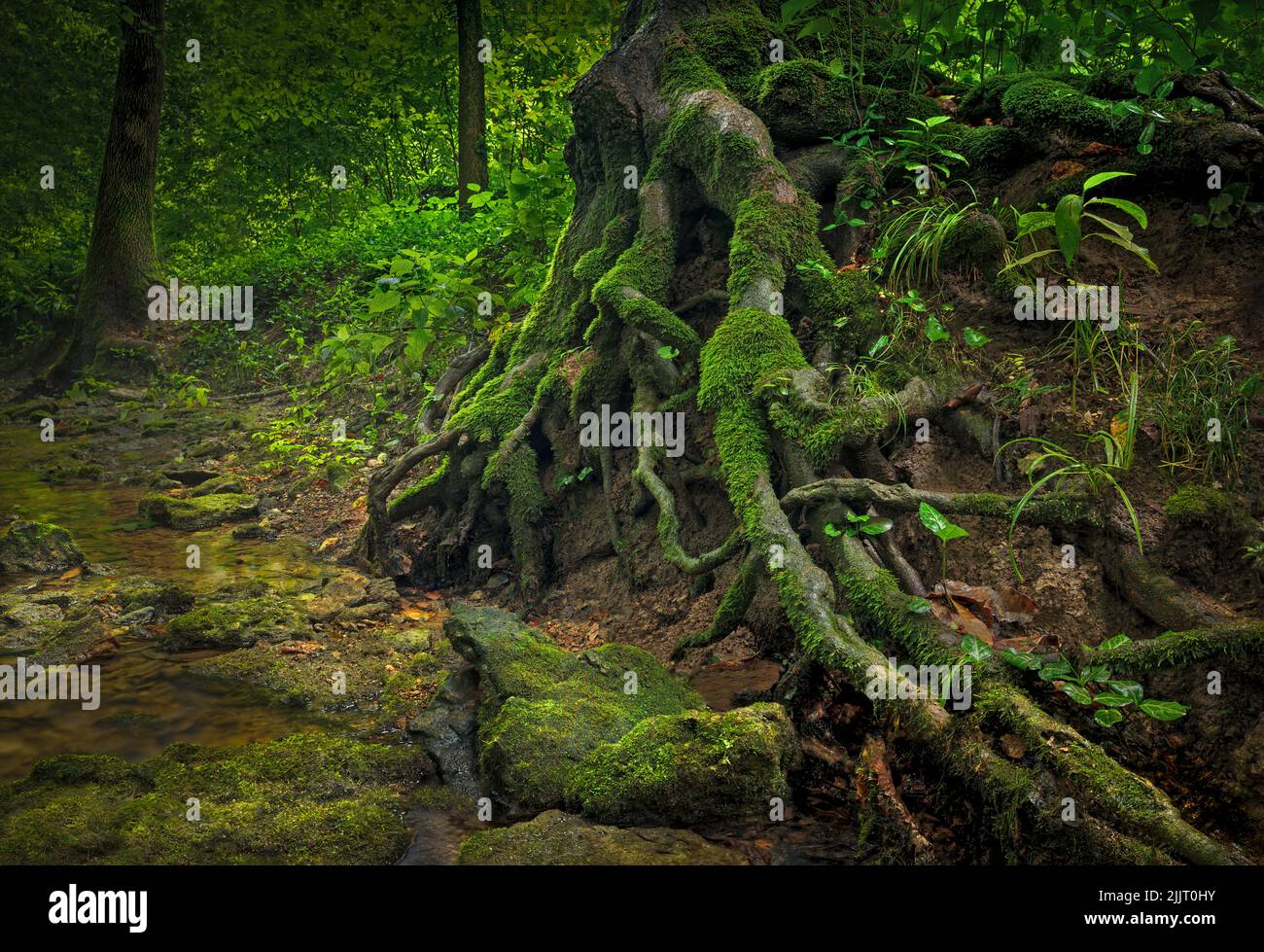 Gnarly tree hi-res stock photography and images - Alamy