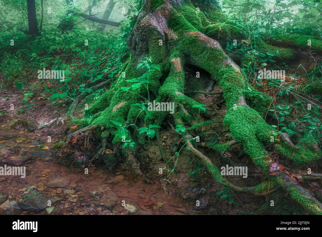 Gnarly tree hi-res stock photography and images - Alamy