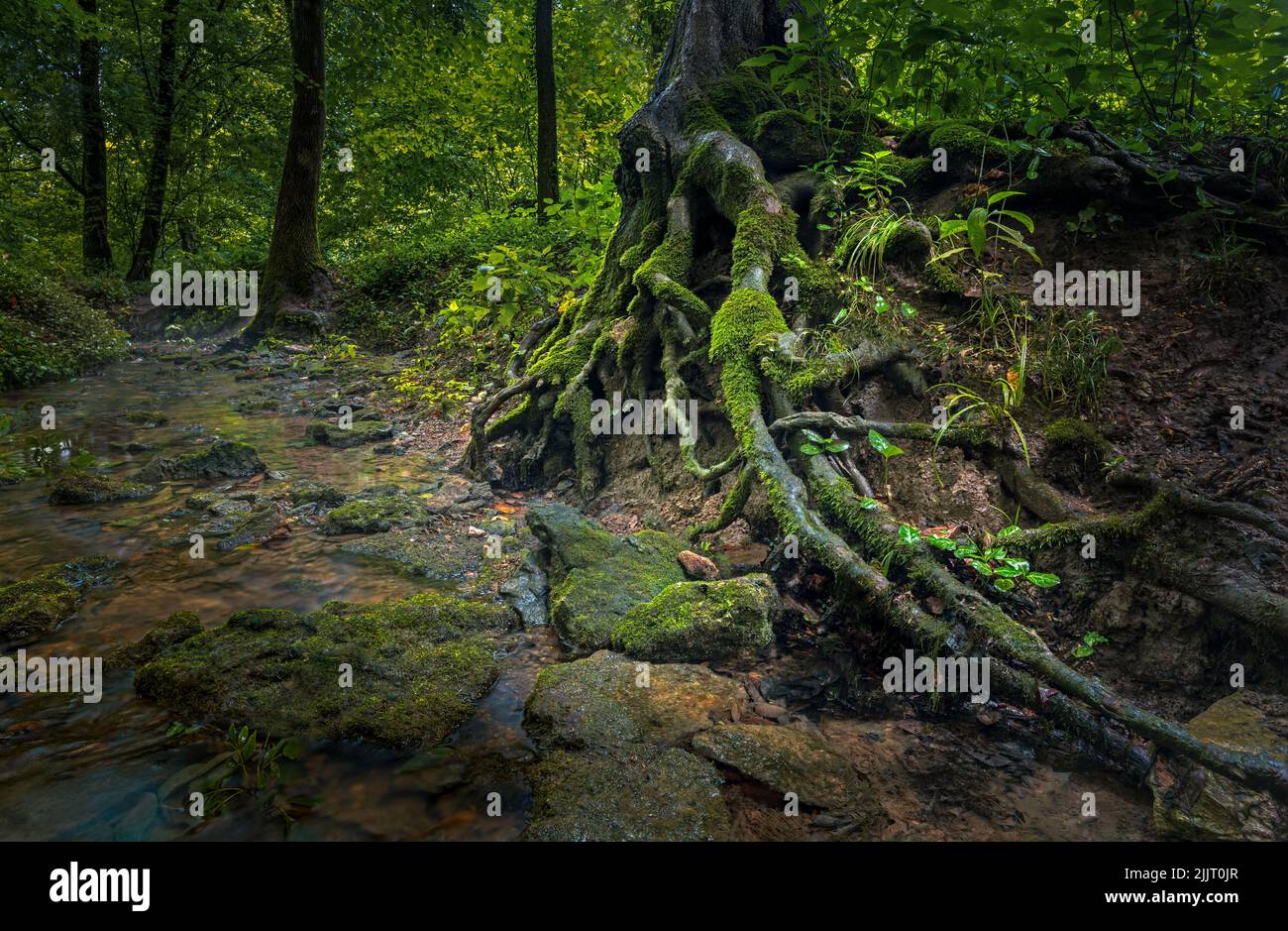 The roots of the tree in the Cherokee Park Stock Photo - Alamy