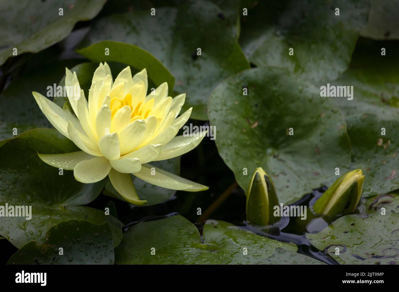 Nymphaea thalia hi-res stock photography and images - Alamy
