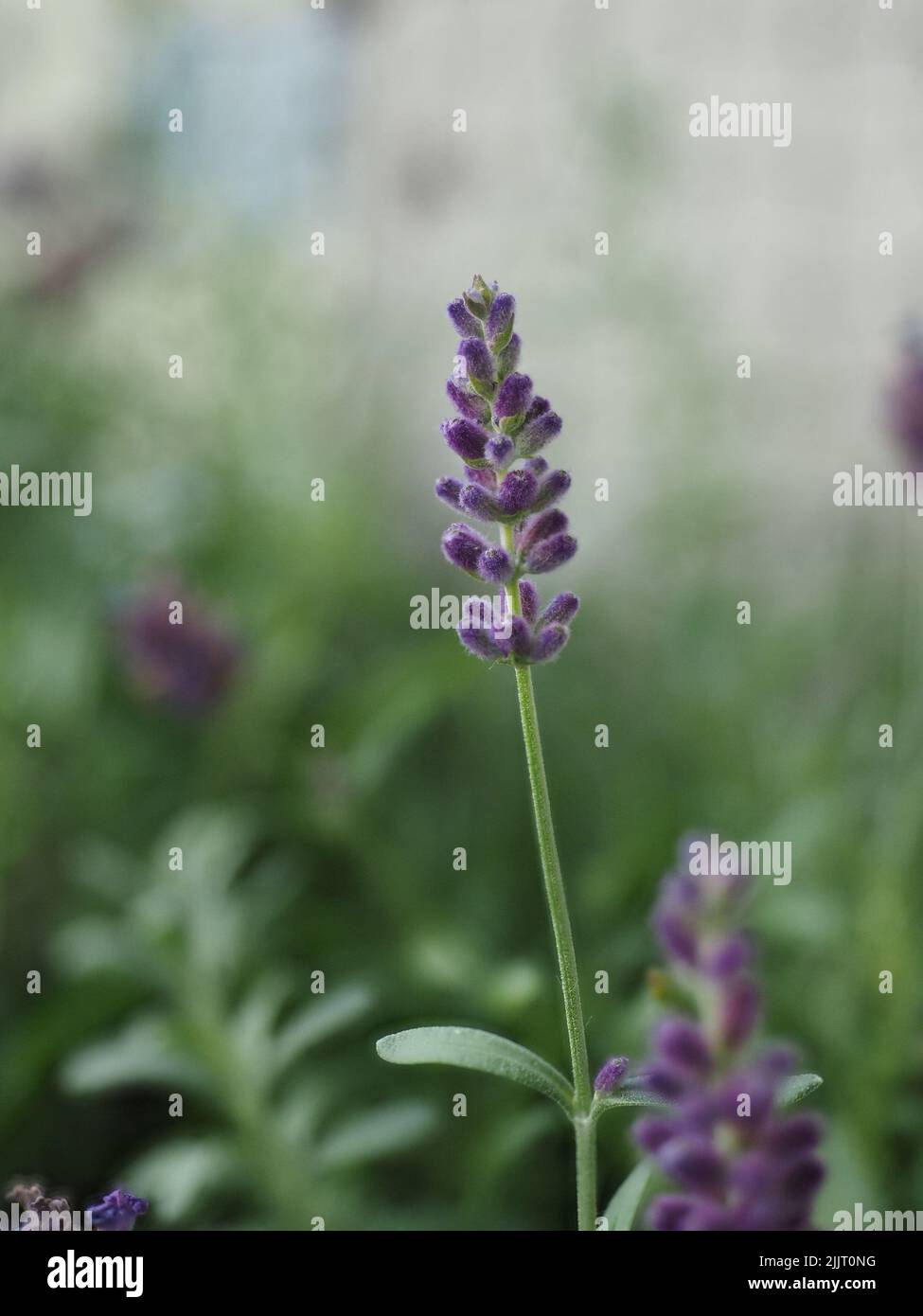 Herbal lavender hi-res stock photography and images - Alamy