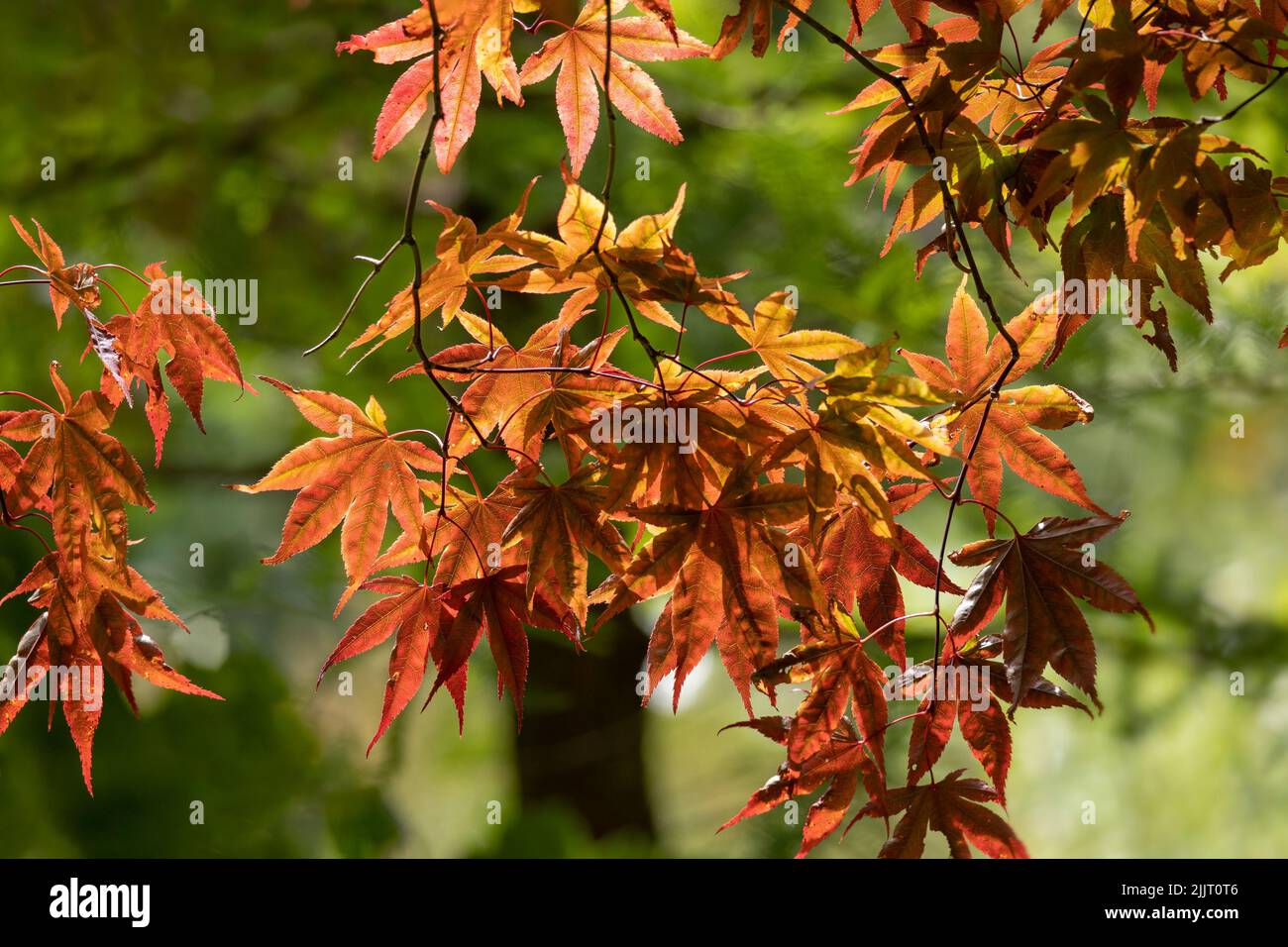 Sunlit leaves of Japanese Maple (Acer Palmatum ' Bloodgood') in a ...